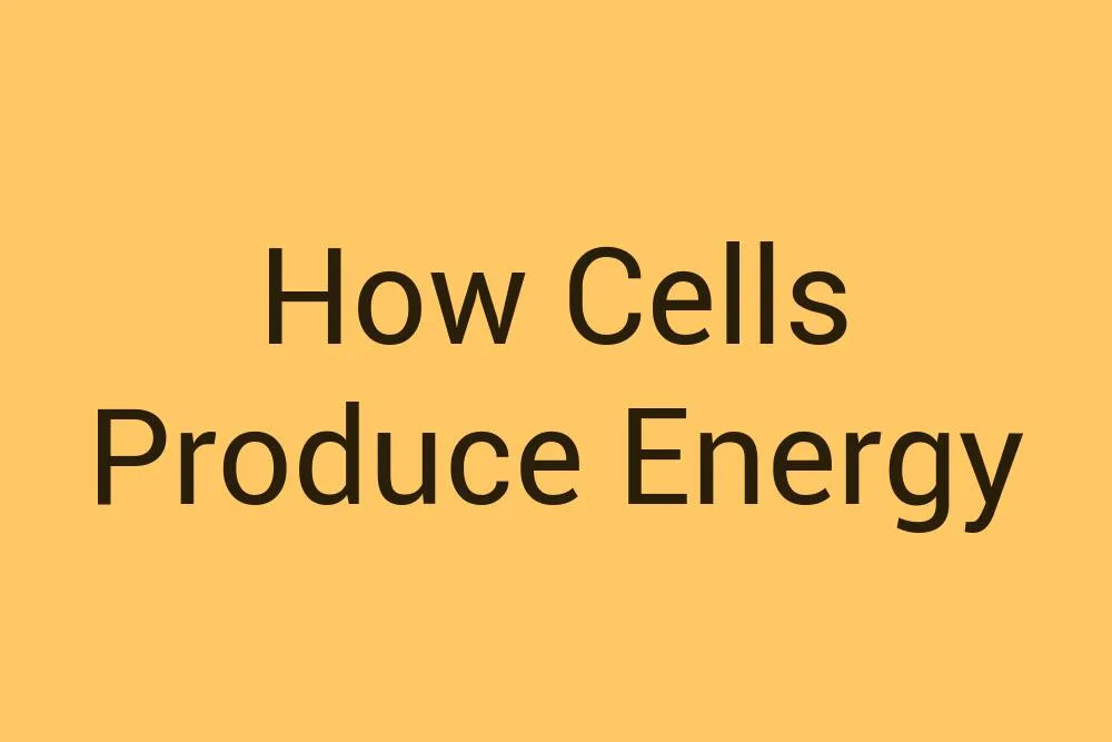 How Cells Produce Energy - Infysia