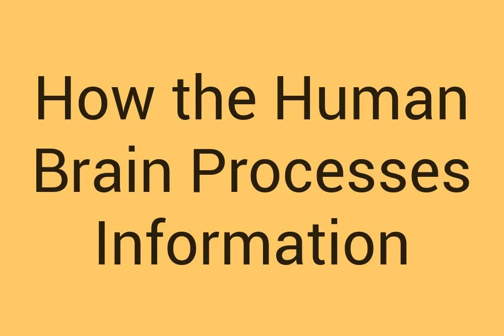 How the Human Brain Processes Information - Infysia