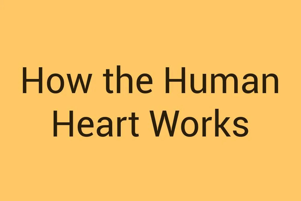 How the Human Heart Works - Infysia