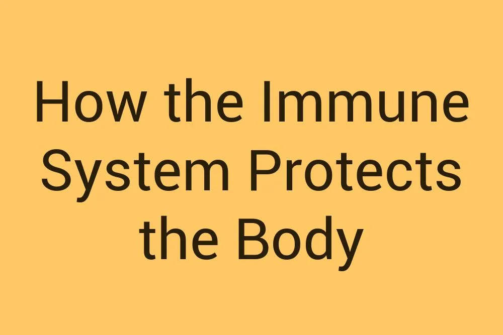How the Immune System Protects the Body - Infysia
