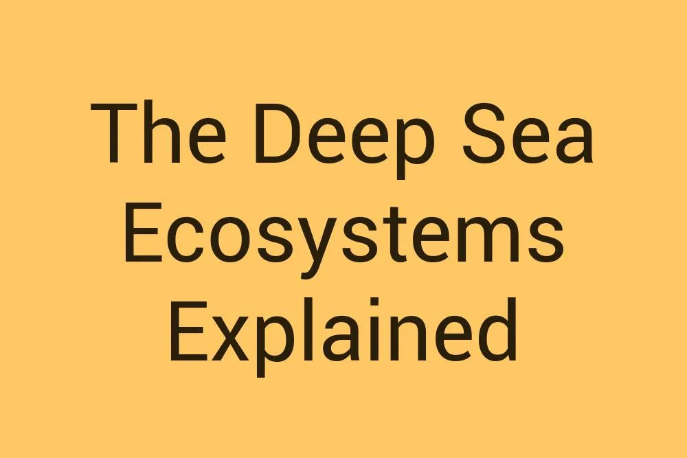 The Deep Sea Ecosystems Explained - Infysia