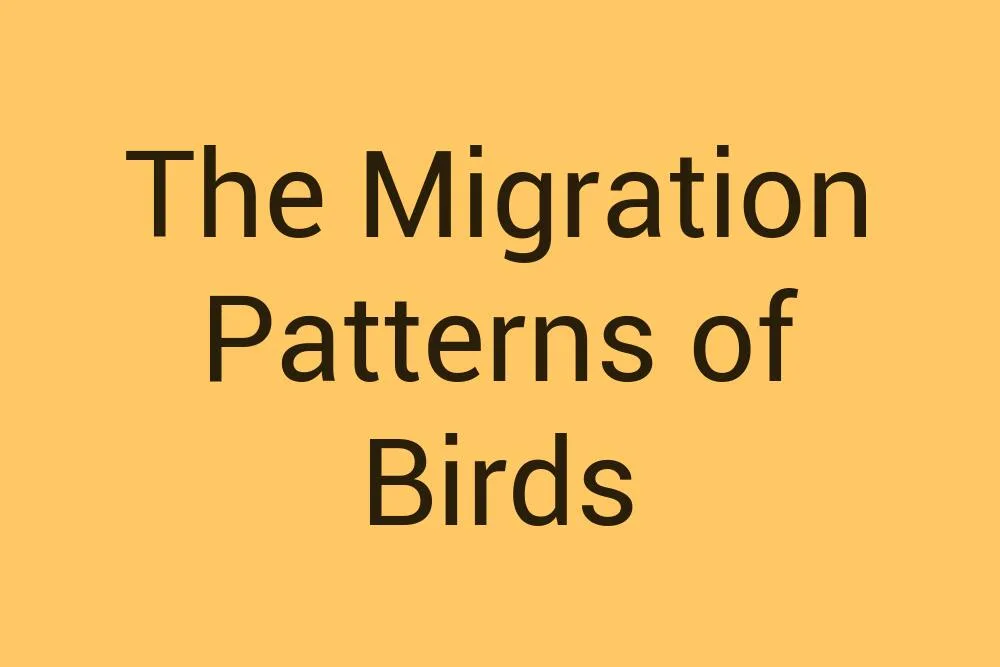 The Migration Patterns of Birds - Infysia